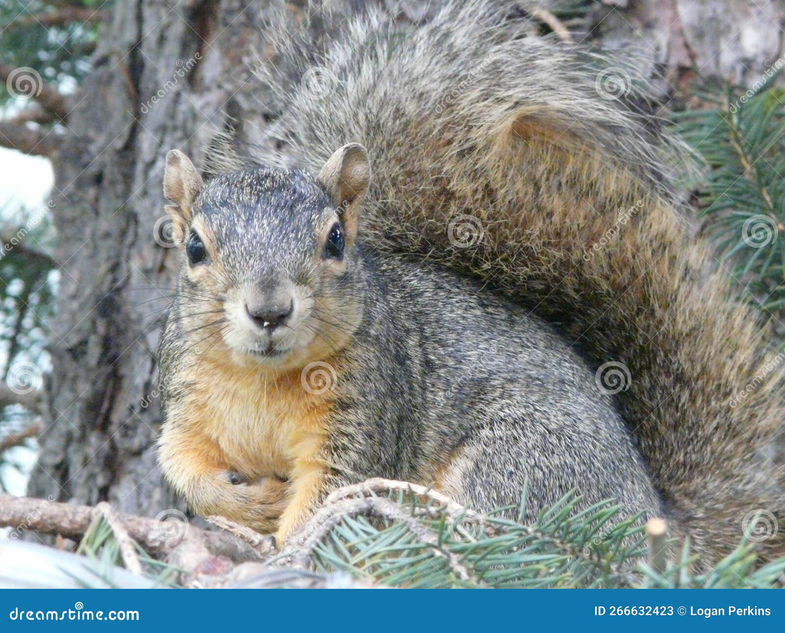 Common Grey Squirrel in Spruce Tree Stock Image - Image of daylight ...