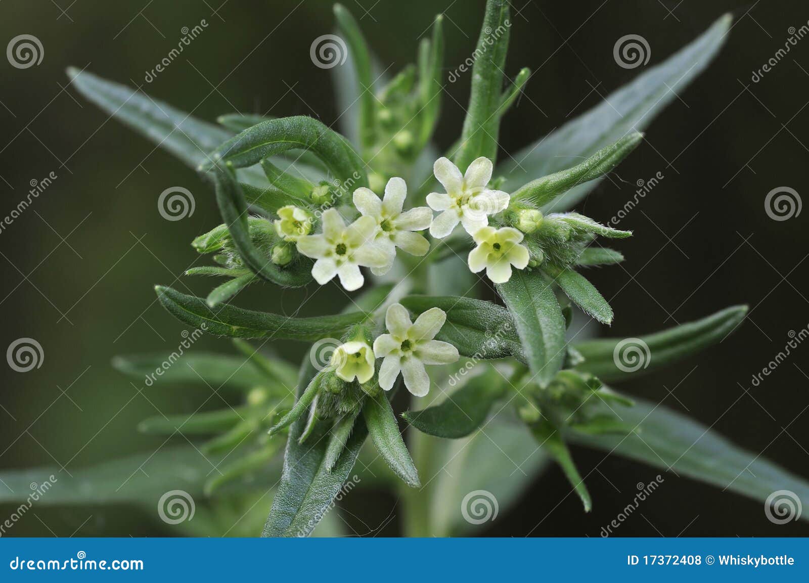 Common Gromwell - Lithospermum Officinale Stock Photo - Image of common ...