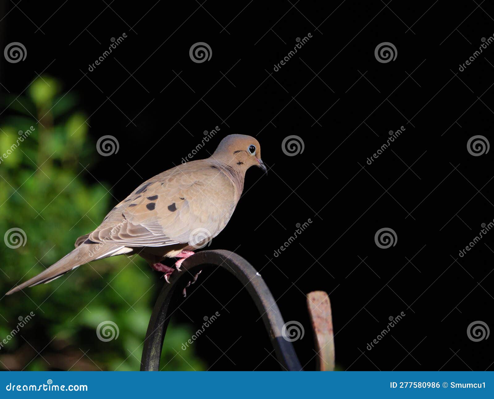 The Common Ground-Dove with Blue Lines in Its Eye Area Stock Photo ...