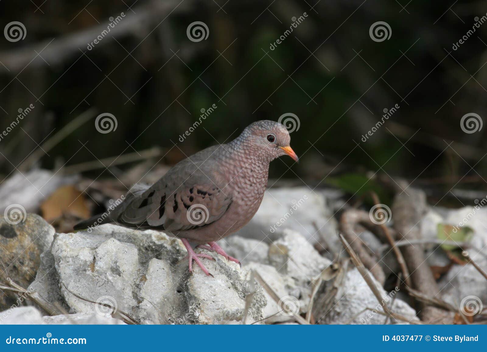 Common Ground Dove in the Florida Everglades Stock Image - Image of ...