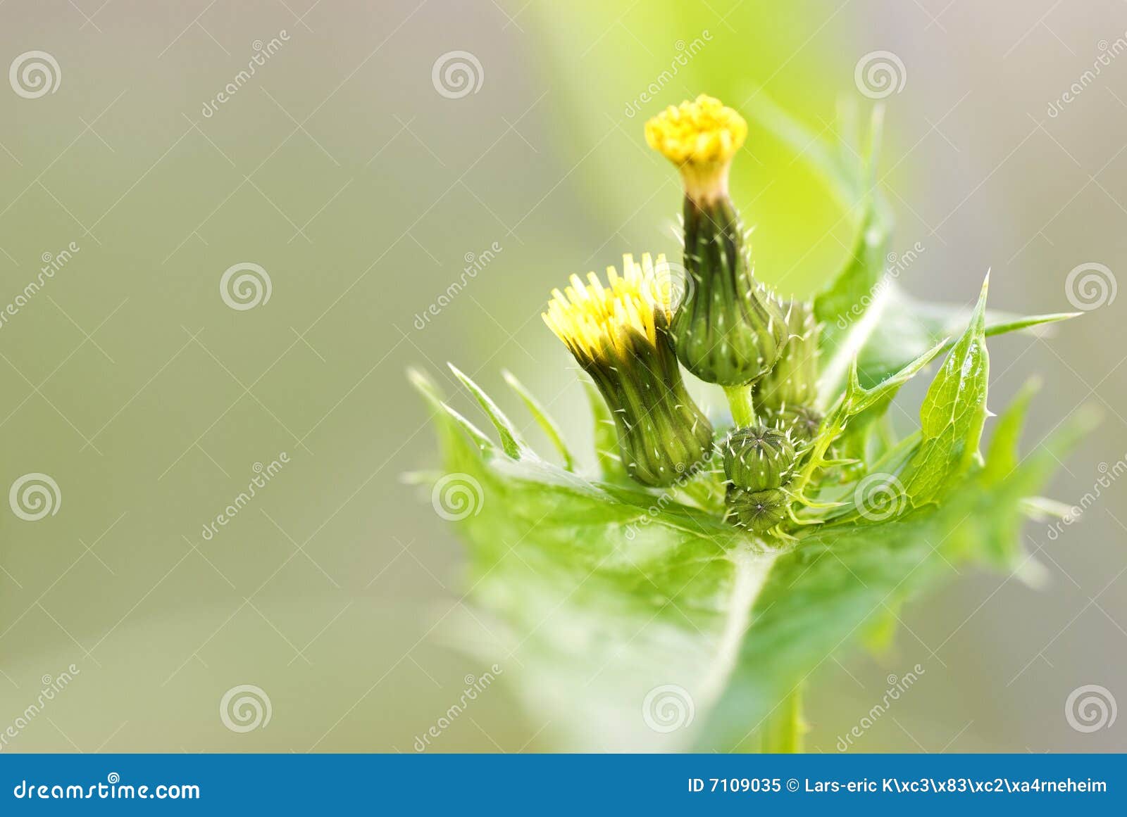 Common groundsel stock image. Image of environmental, weed - 7109035