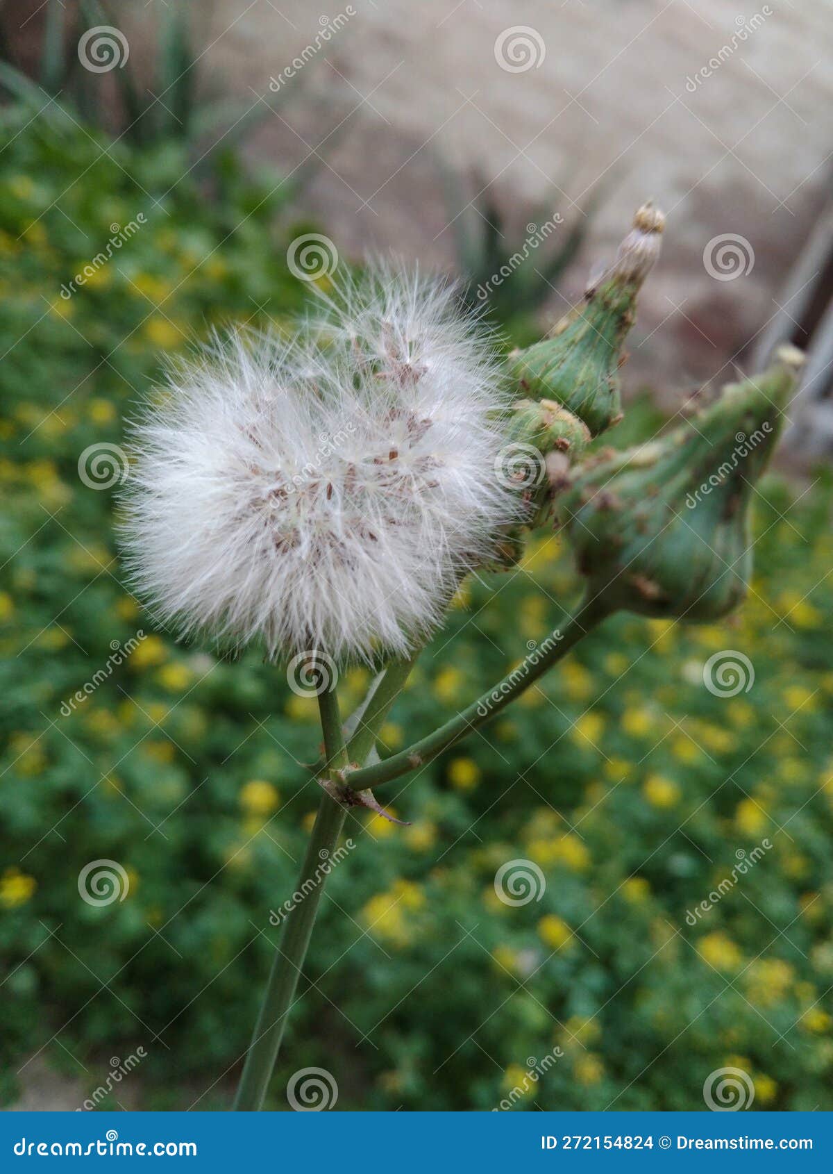 Common groundsel stock photo. Image of vulgaris, common - 272154824