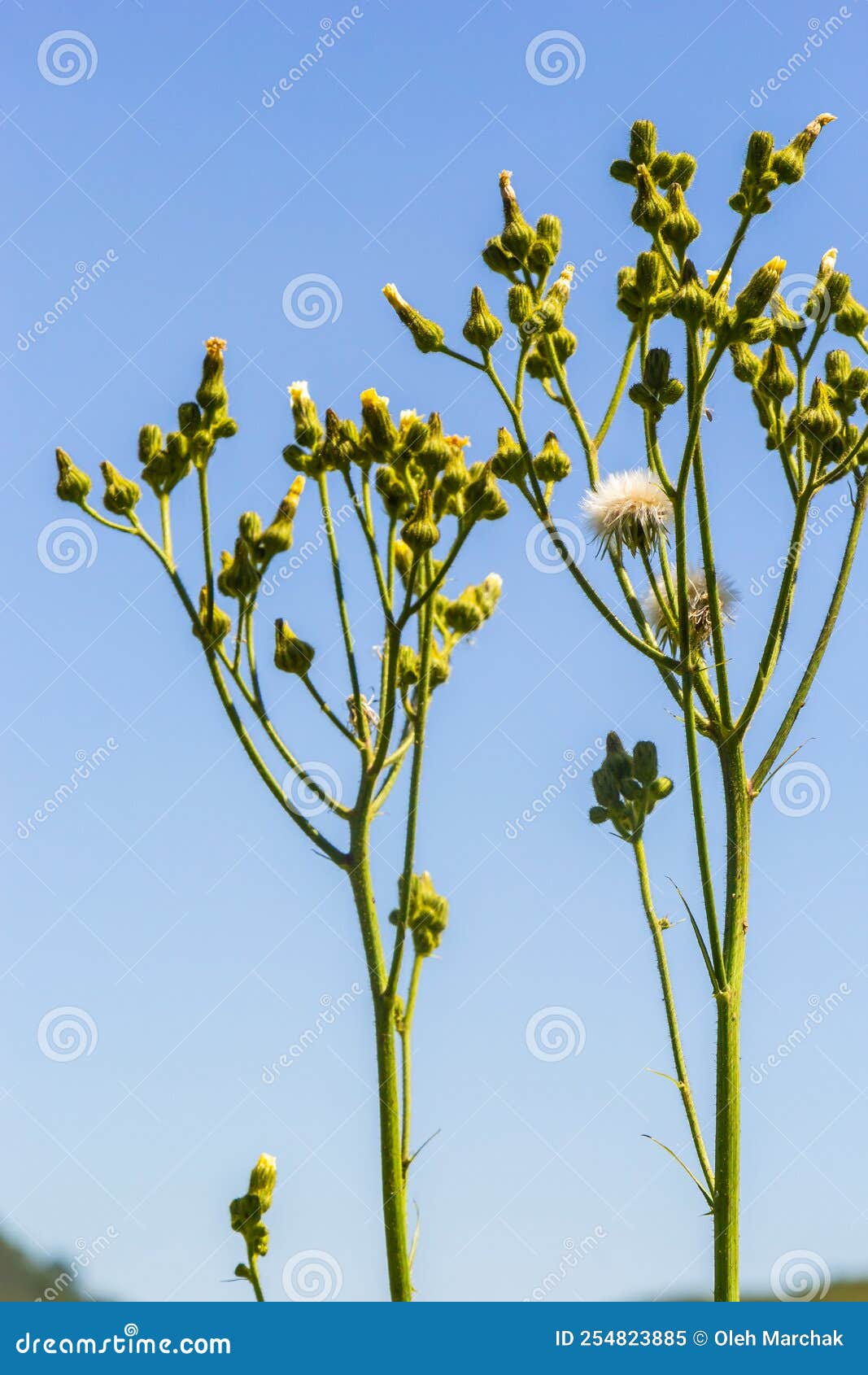 Common Groundsel or Senecio Vulgaris in Wild, Belarus Stock Image ...