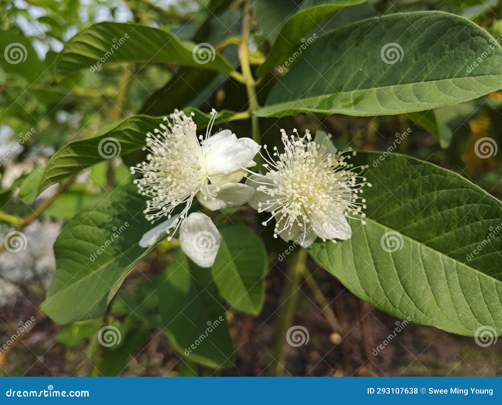 The Common Guava Psidium Guajava Young Flowery Shoot. Stock Photo ...