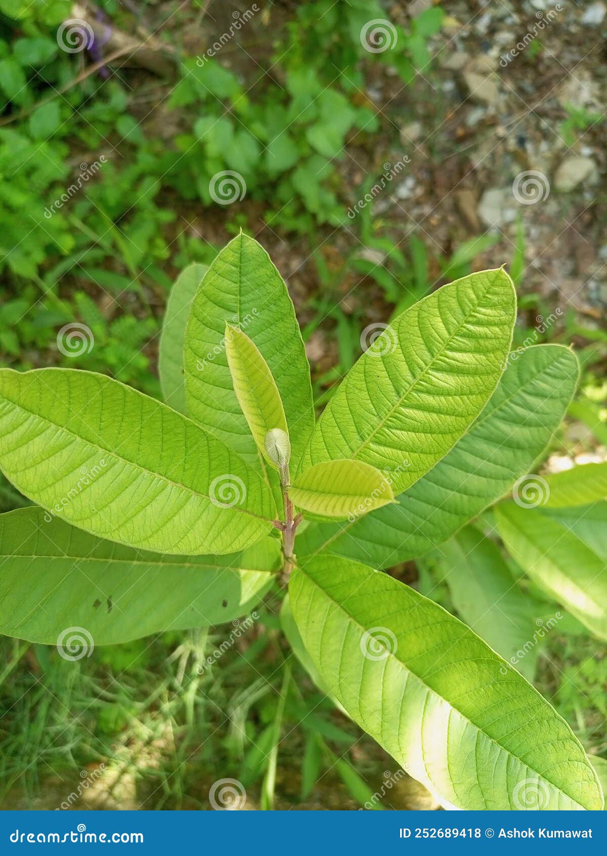 Common Guava Tree in Garden Stock Photo - Image of psidium, tree: 252689418