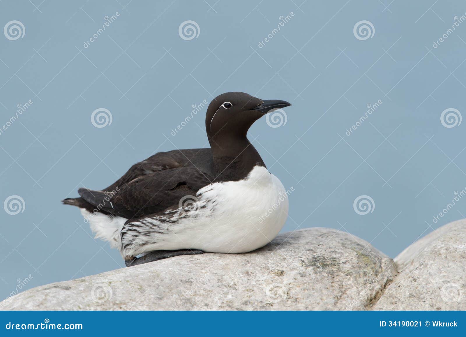 Common Guillemot stock image. Image of rock, nature, guillemot - 34190021