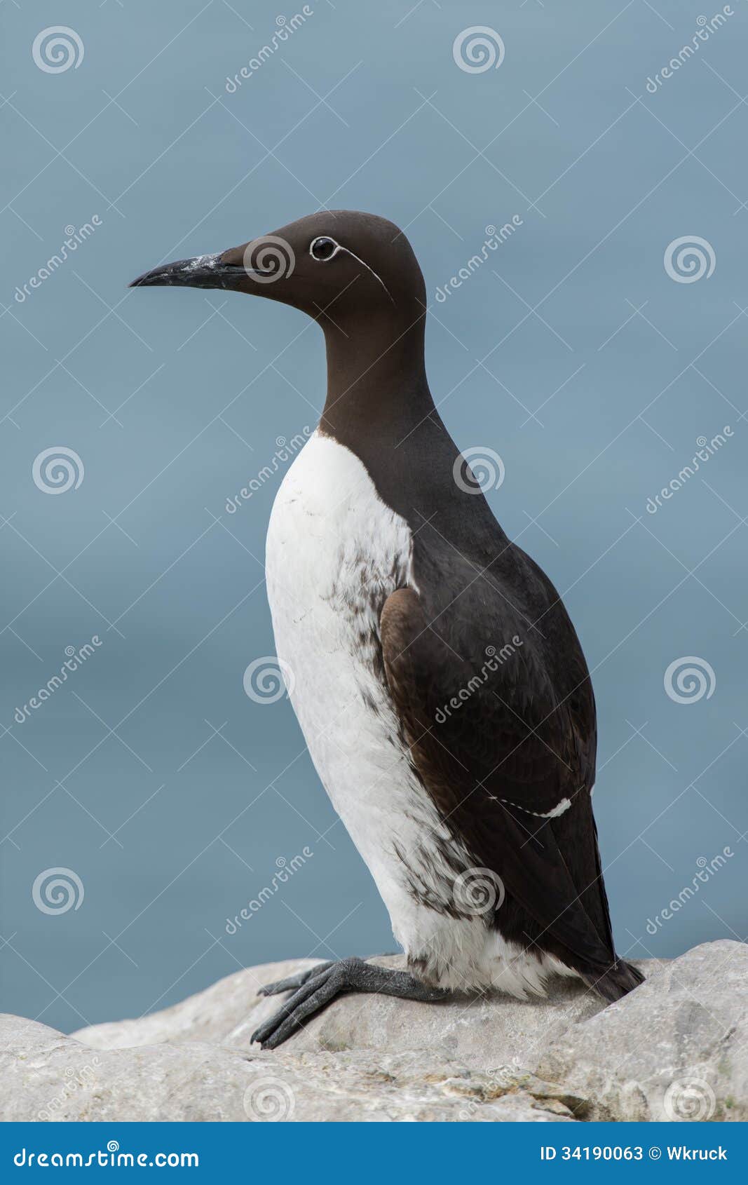 Common Guillemot stock image. Image of shore, aalge, common - 34190063