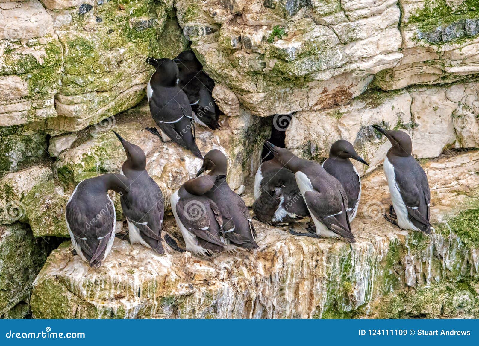 Common Guillemots - Uria Aalge at Roost, Yorkshire Stock Image - Image ...
