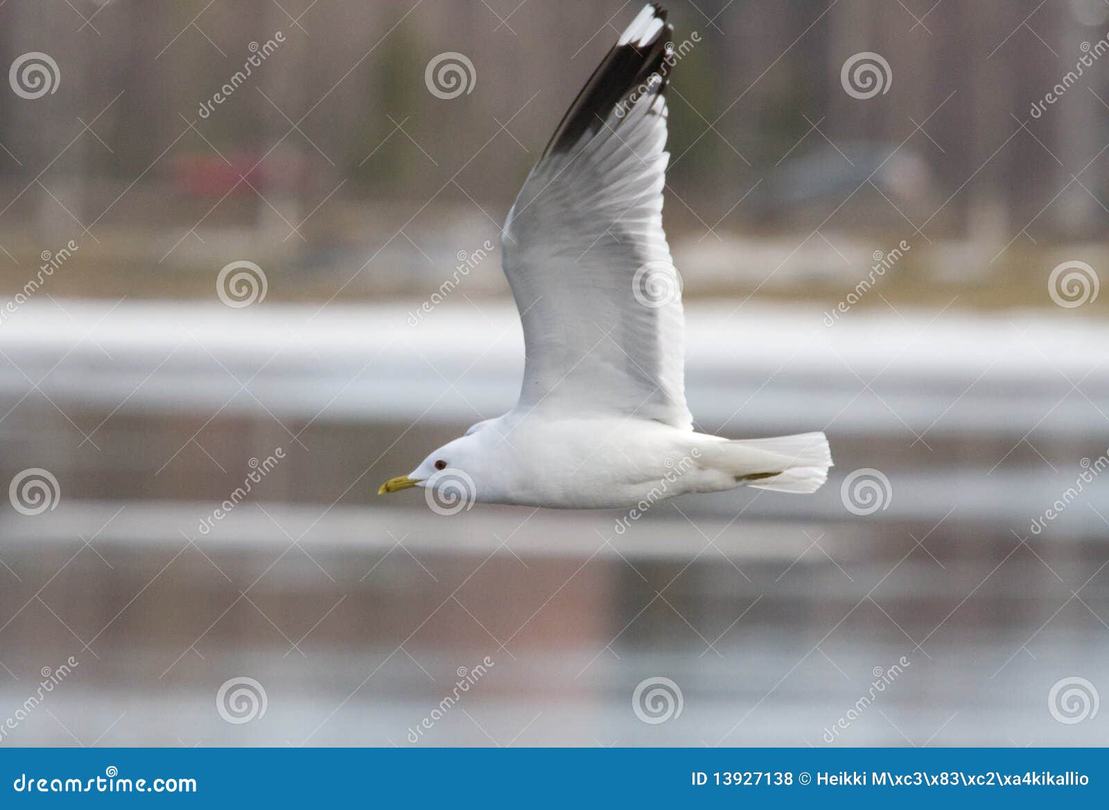Common Gull stock photo. Image of gull, wide, wings, cloud - 13927138