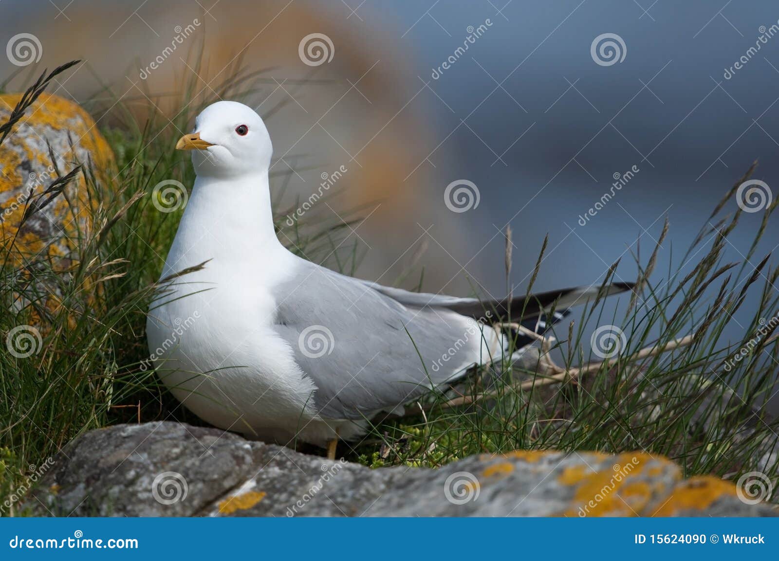 Common gull stock photo. Image of common, canus, bird - 15624090