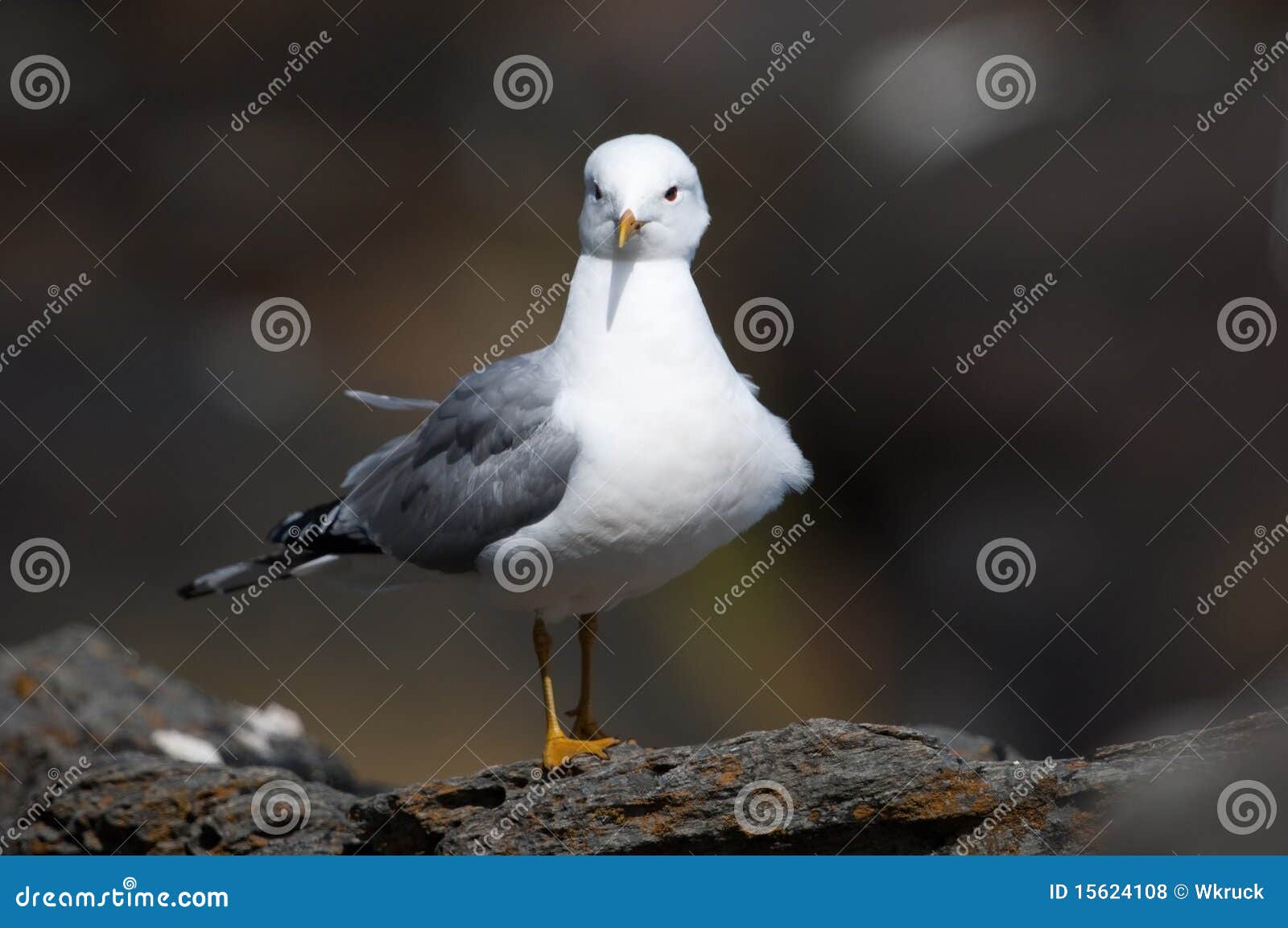 Common gull stock photo. Image of bird, wildlife, gull - 15624108
