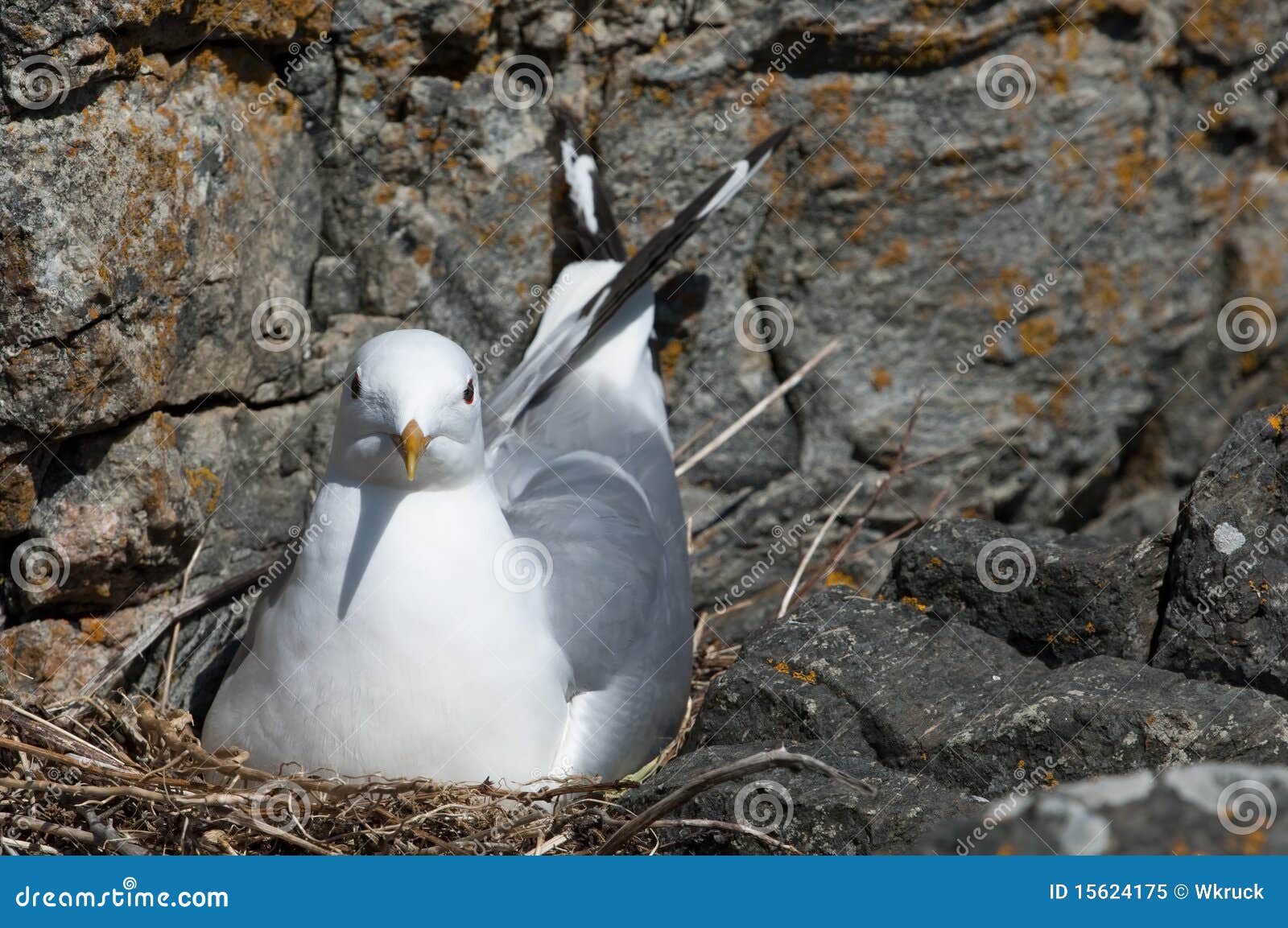 Common gull stock image. Image of wildlife, breeding - 15624175