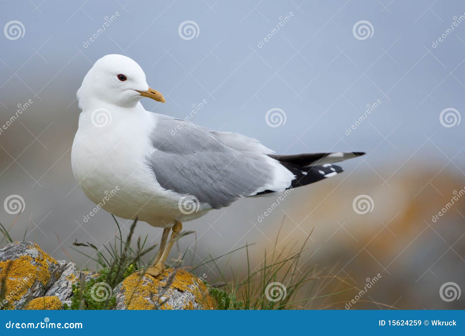Common gull stock image. Image of coast, gull, laridae - 15624259