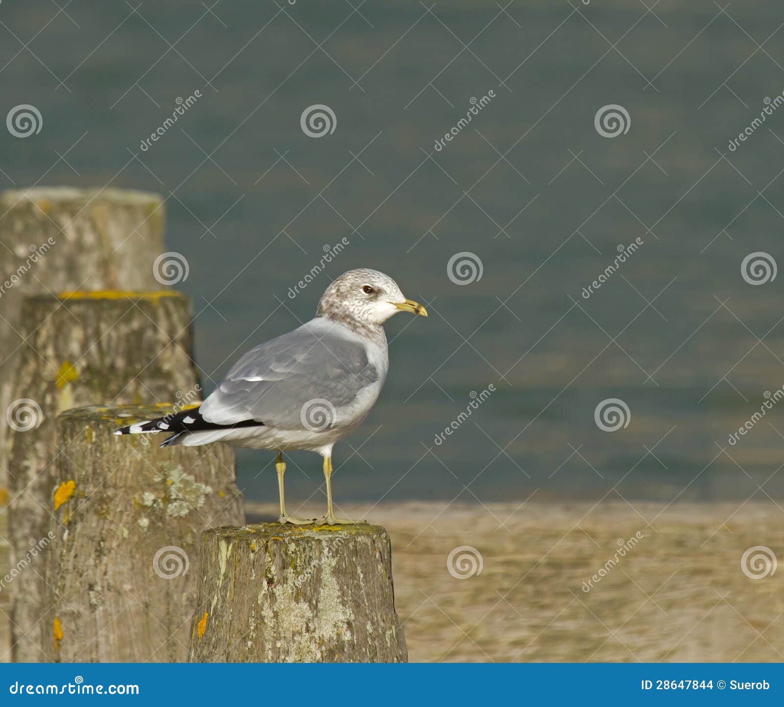 Common Gull stock photo. Image of shorehambysea, larus - 28647844