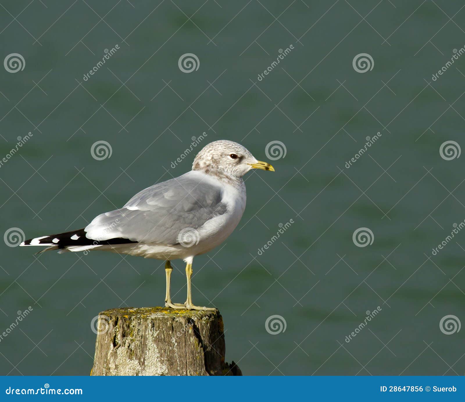 Common Gull stock photo. Image of common, shorebird, plumage - 28647856
