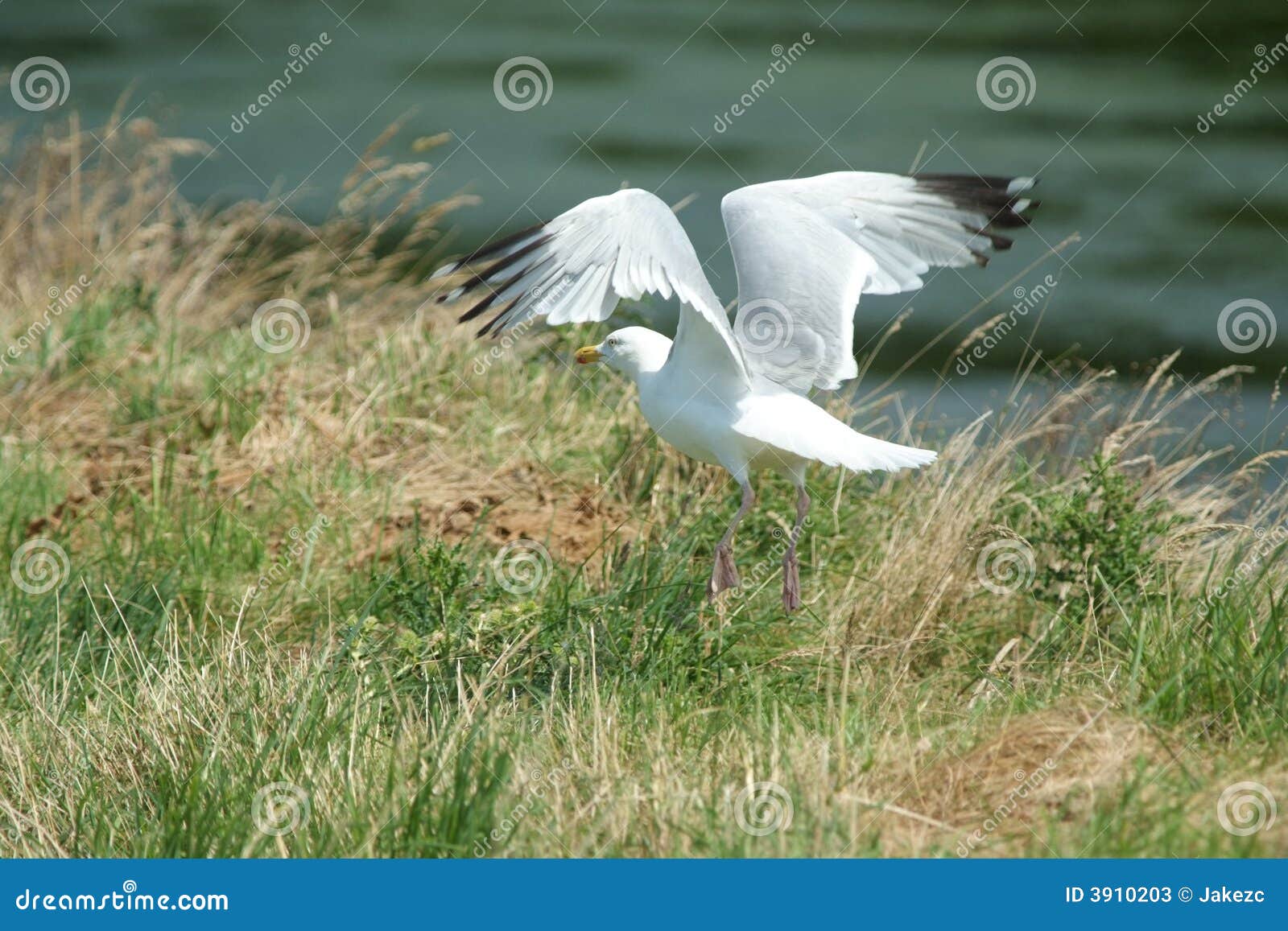 Common gull stock image. Image of herring, soar, gull - 3910203