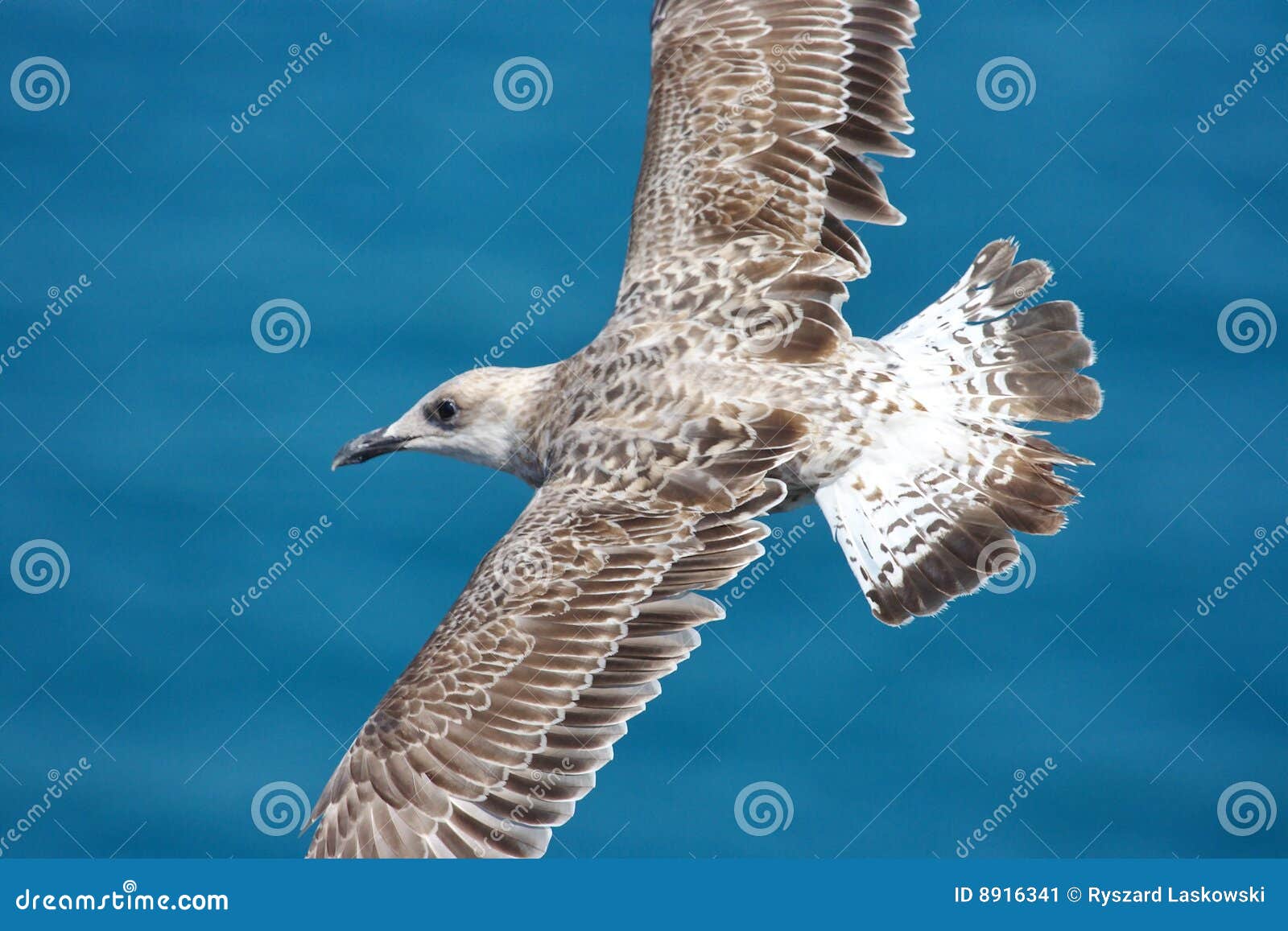 Common Gull stock image. Image of european, birdwatcher - 8916341