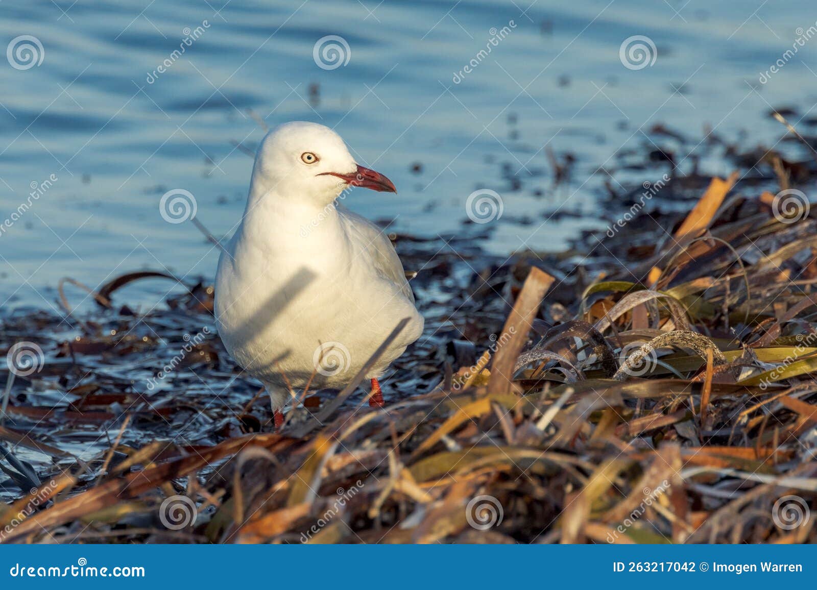 Silver Gull in South Australia Stock Photo - Image of endangered, gull ...