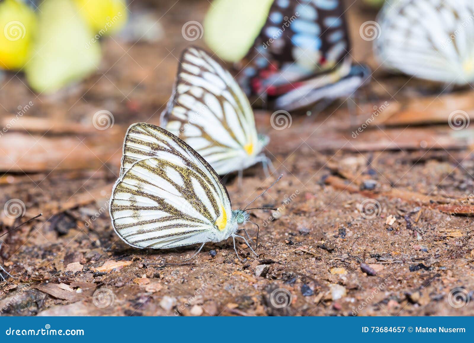 Common Gull butterfly stock image. Image of pieridae - 73684657