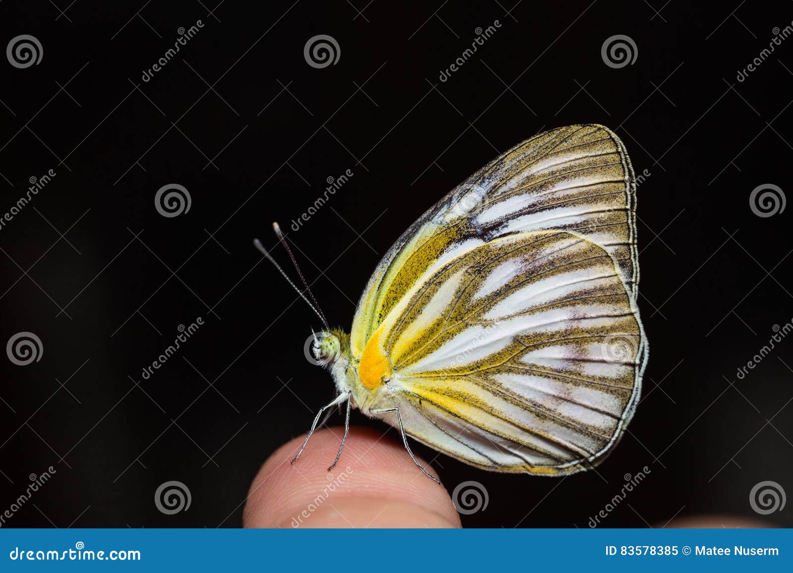 Common Gull butterfly stock image. Image of butterfly - 83578385