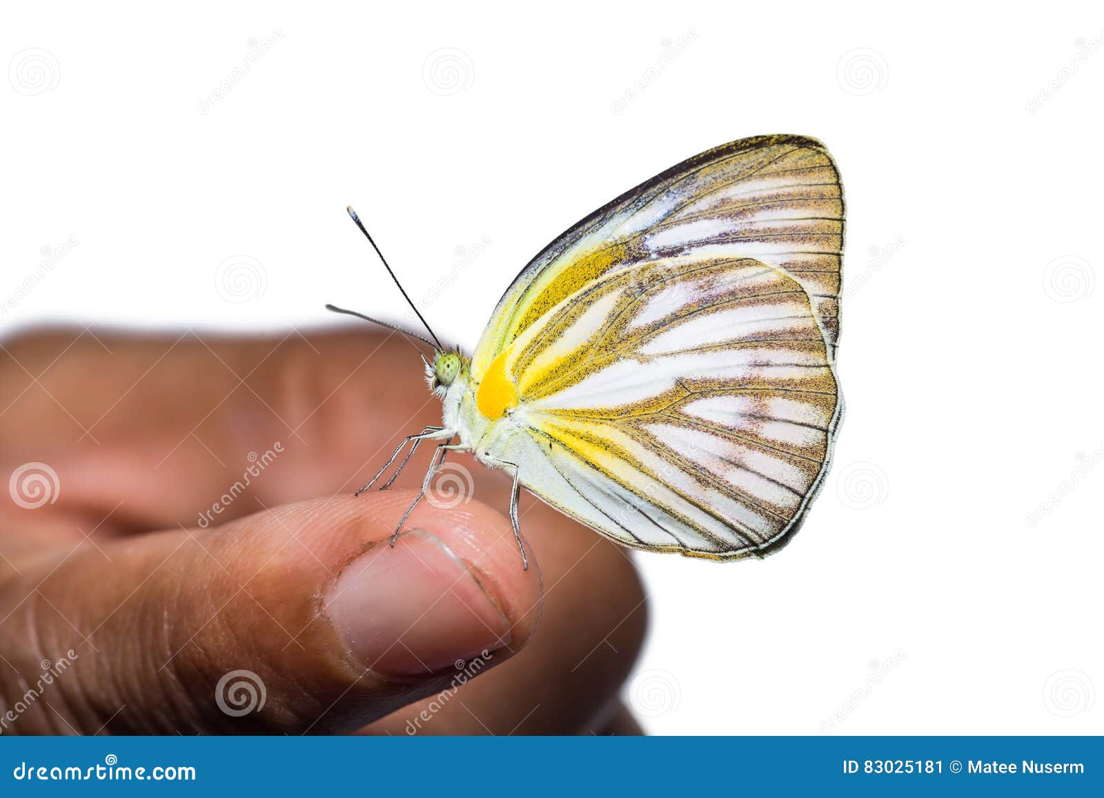 Common Gull butterfly stock image. Image of nature, gull - 83025181