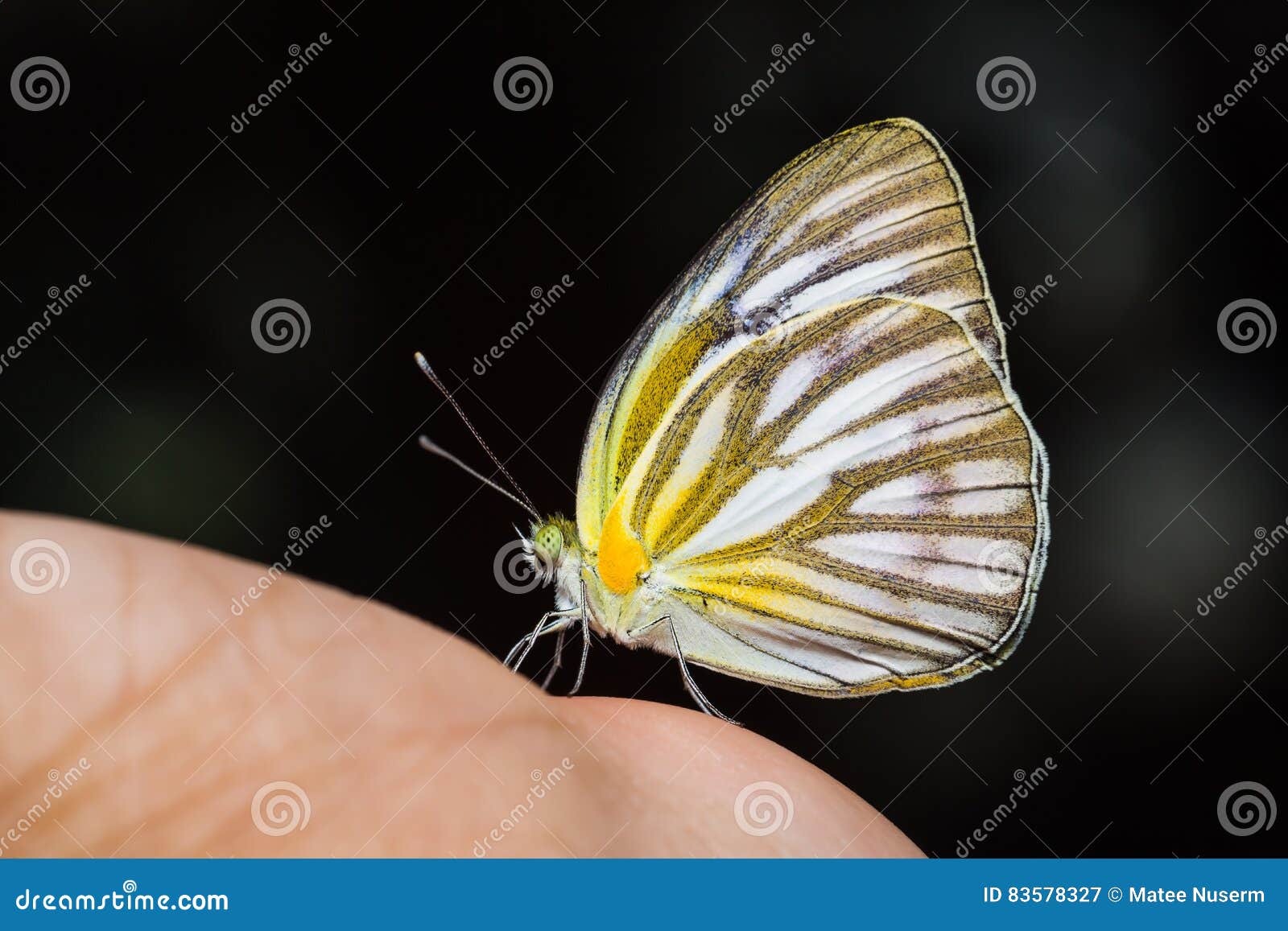 Common Gull butterfly stock image. Image of insect, macro - 83578327