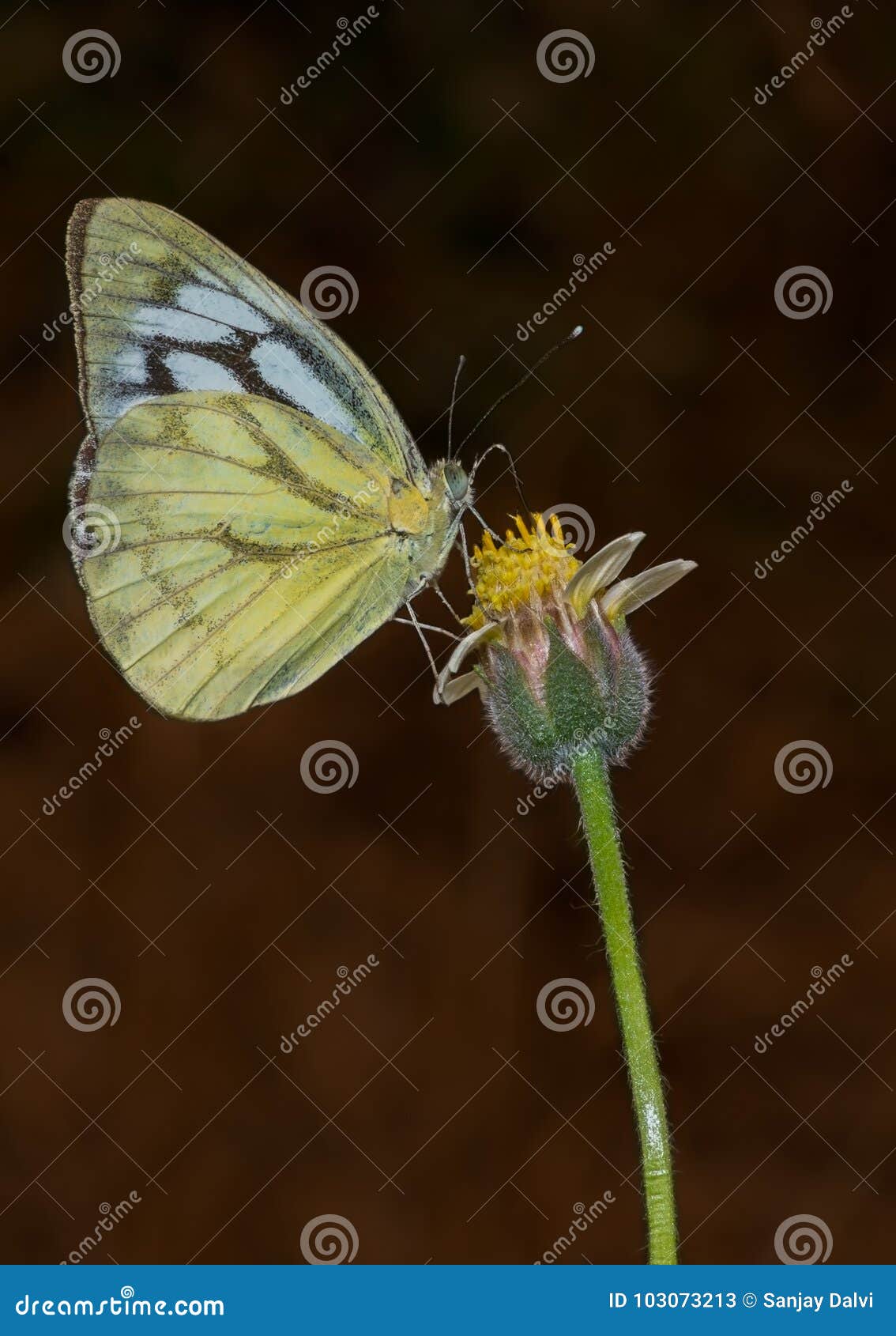 Common Gull Butterfly stock image. Image of butterflies - 103073213