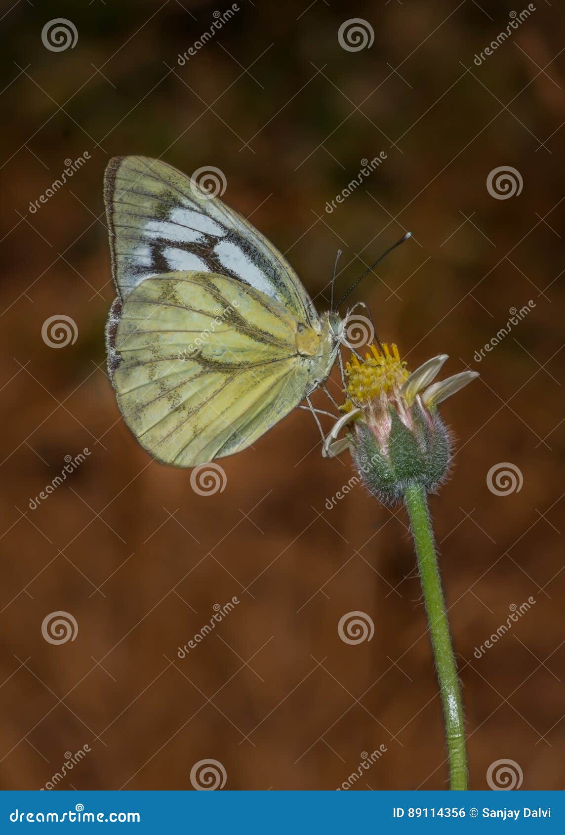 Common Gull Butterfly stock photo. Image of green, freedom - 89114356