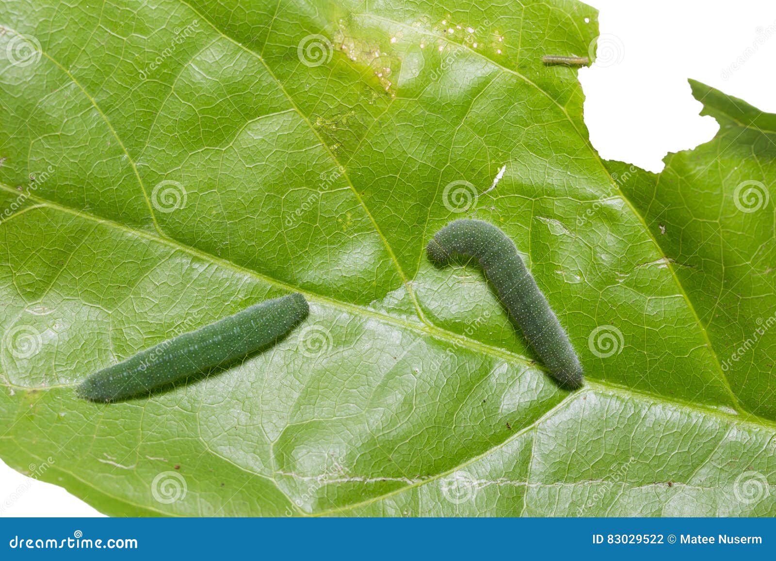 Common Gull caterpillars stock photo. Image of entomology - 83029522