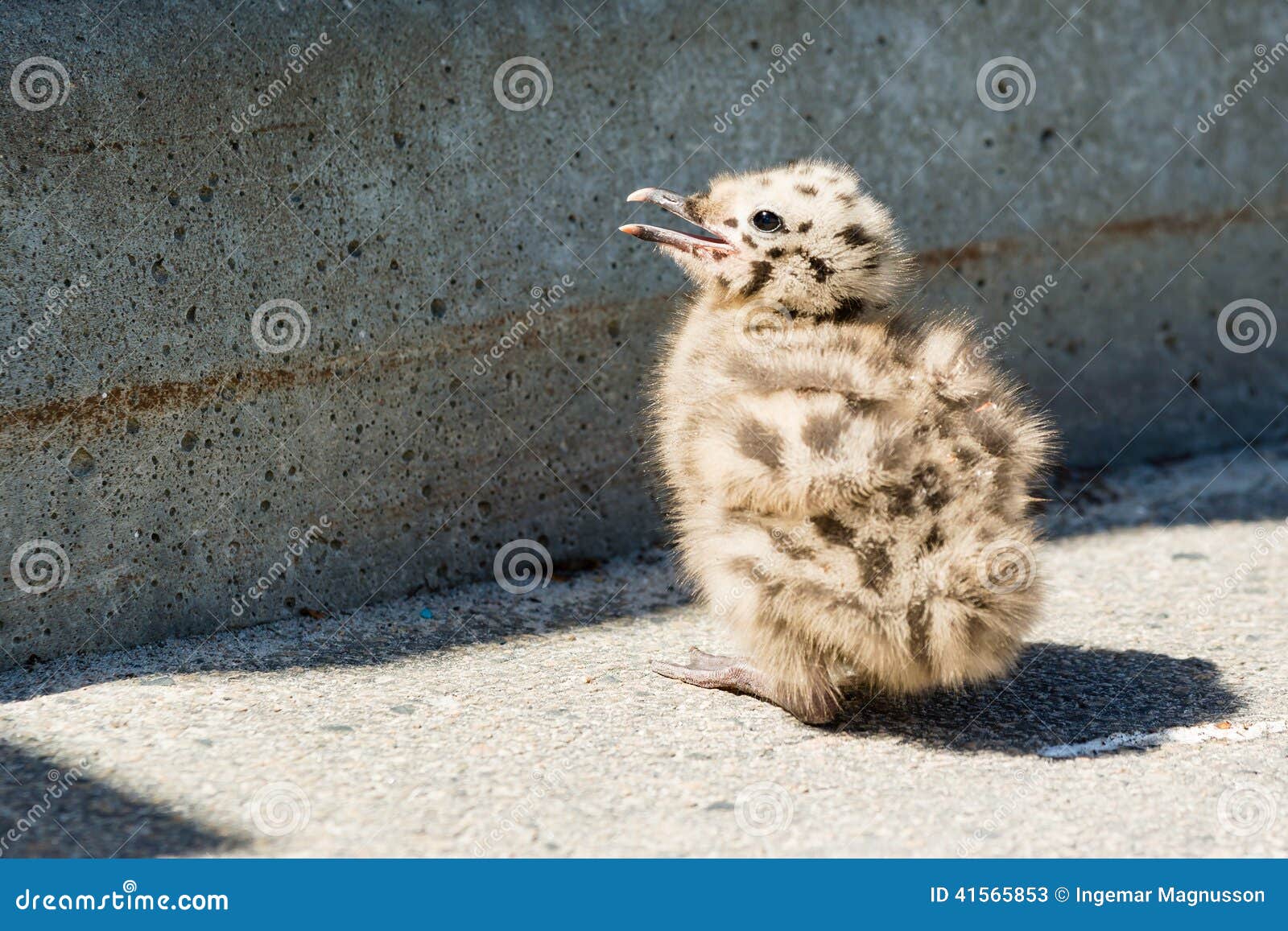 Common gull chick stock image. Image of vulnerable, parking - 41565853