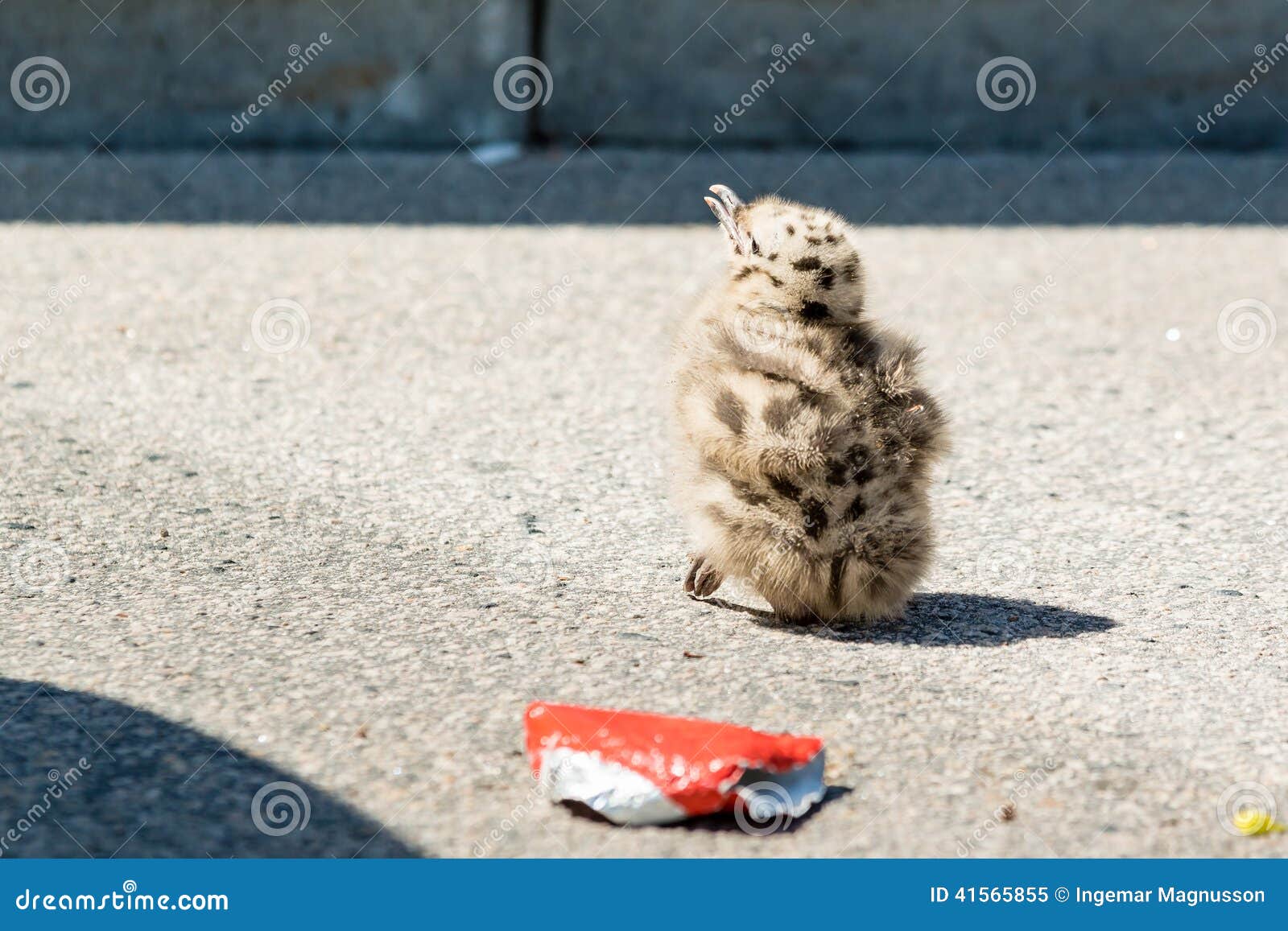 Common gull chick stock image. Image of young, baby, surface - 41565855