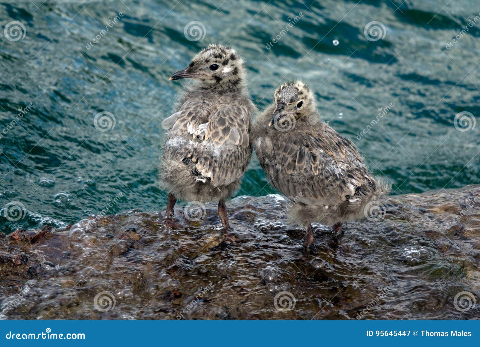 Common Gull chicks stock image. Image of blue, lake, beach - 95645447