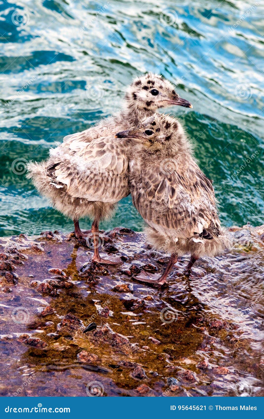 Common Gull chicks stock image. Image of coastal, coast - 95645621