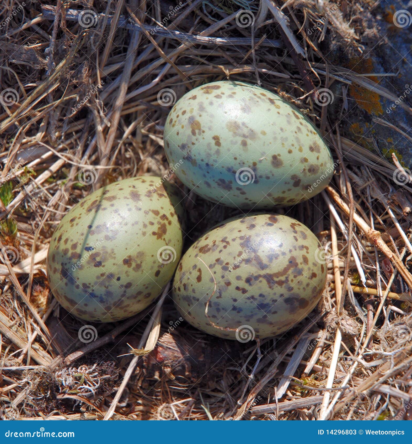 Common Gull Eggs. stock image. Image of gull, eggs, clutch - 14296803