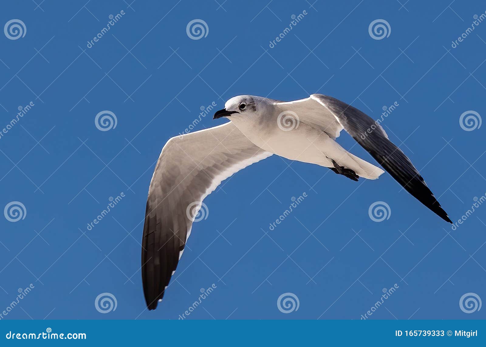 Common Gull in Flight Against Blue Sky Stock Image - Image of beaches ...