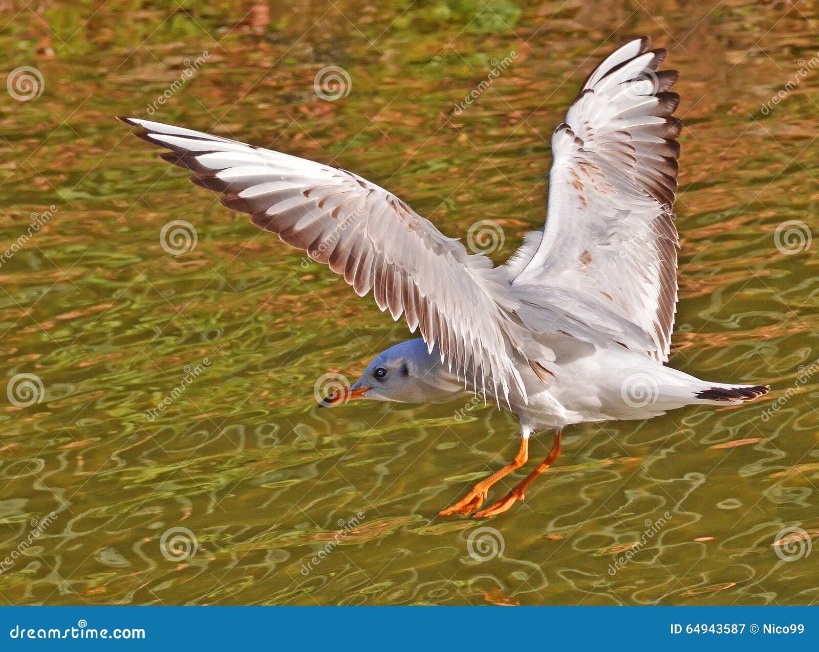 Common gull stock image. Image of aquatic, predator, freedom - 64943587