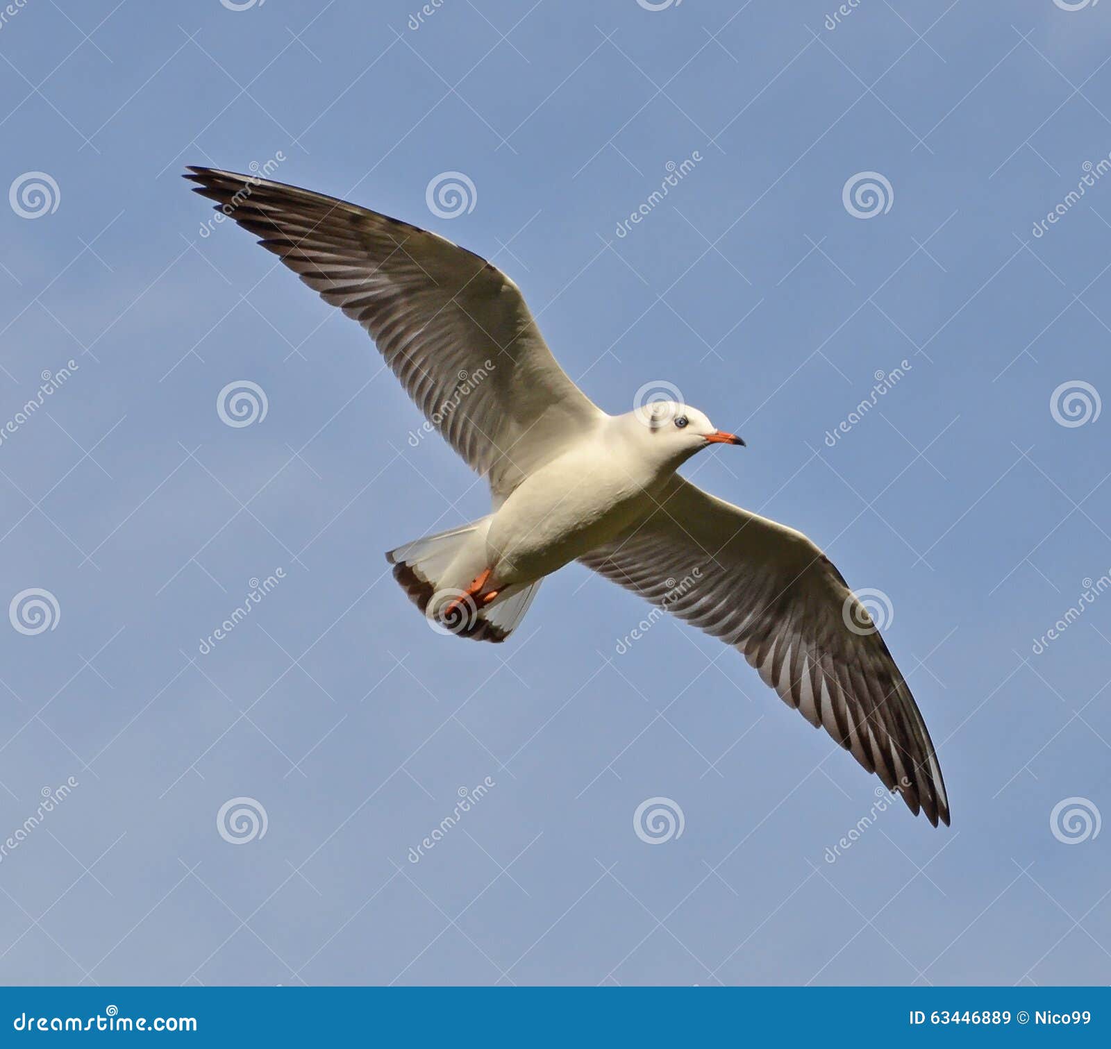 Common gull stock image. Image of coast, aquatic, fisher - 63446889