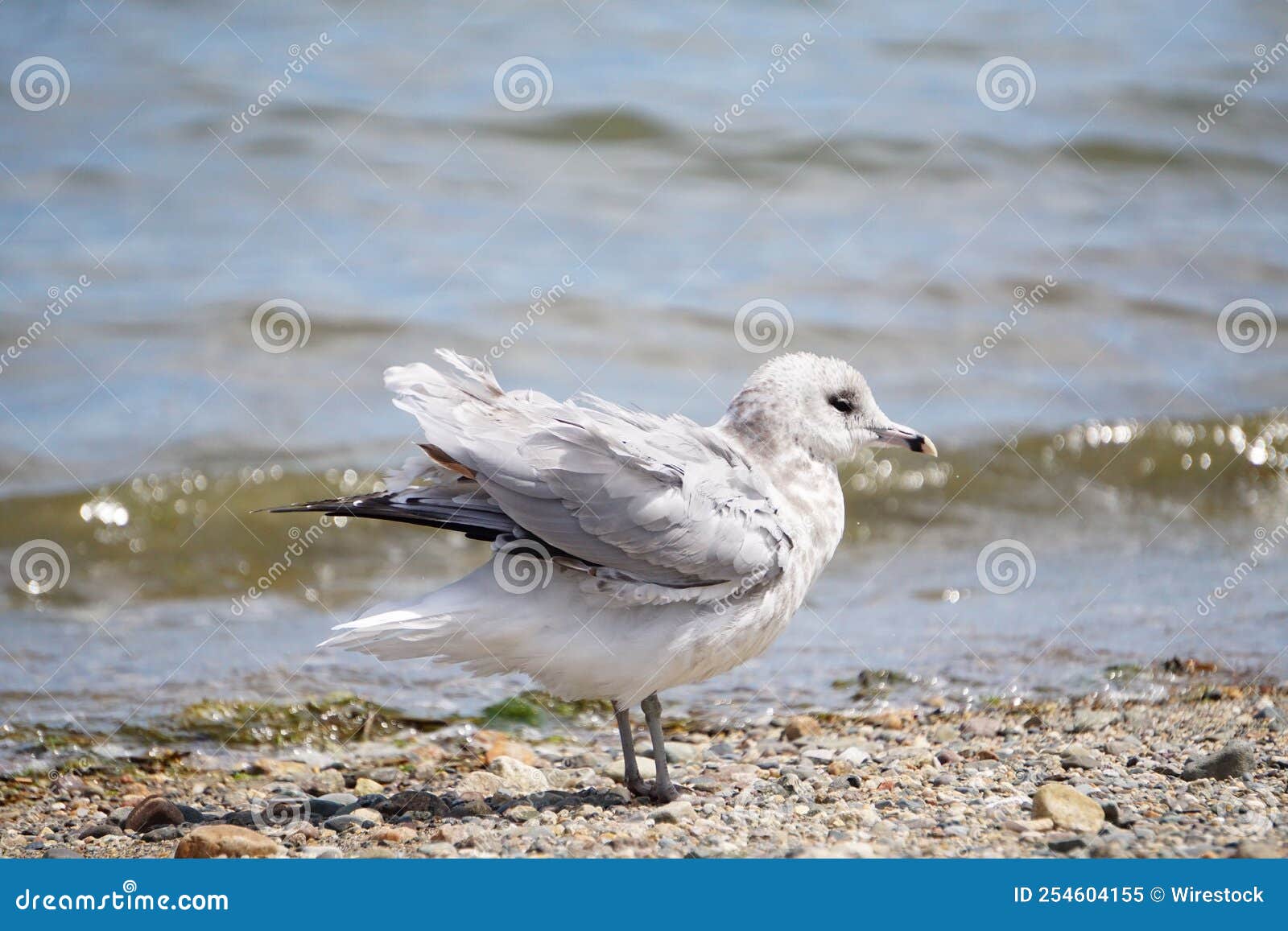 Common Gull Hunting by the River Stock Image - Image of beach, common ...