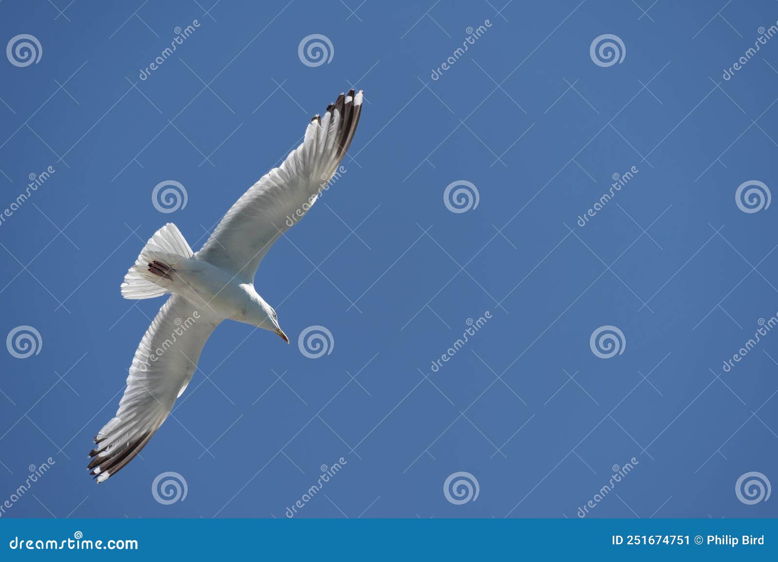 Common Gull, Larus Canus, in Flight at Brighton Stock Image - Image of ...