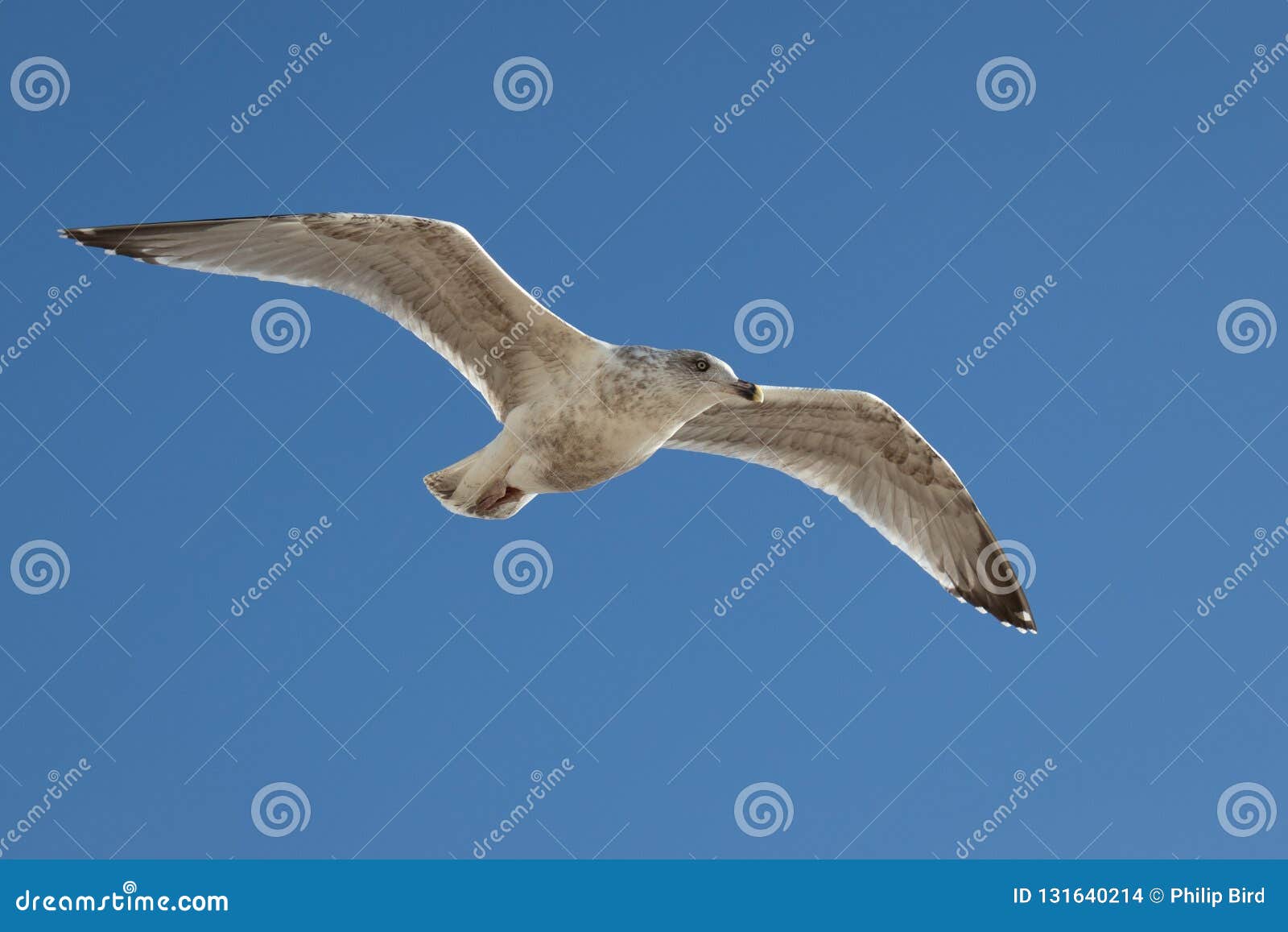 Common Gull Larus canus stock photo. Image of feather - 131640214