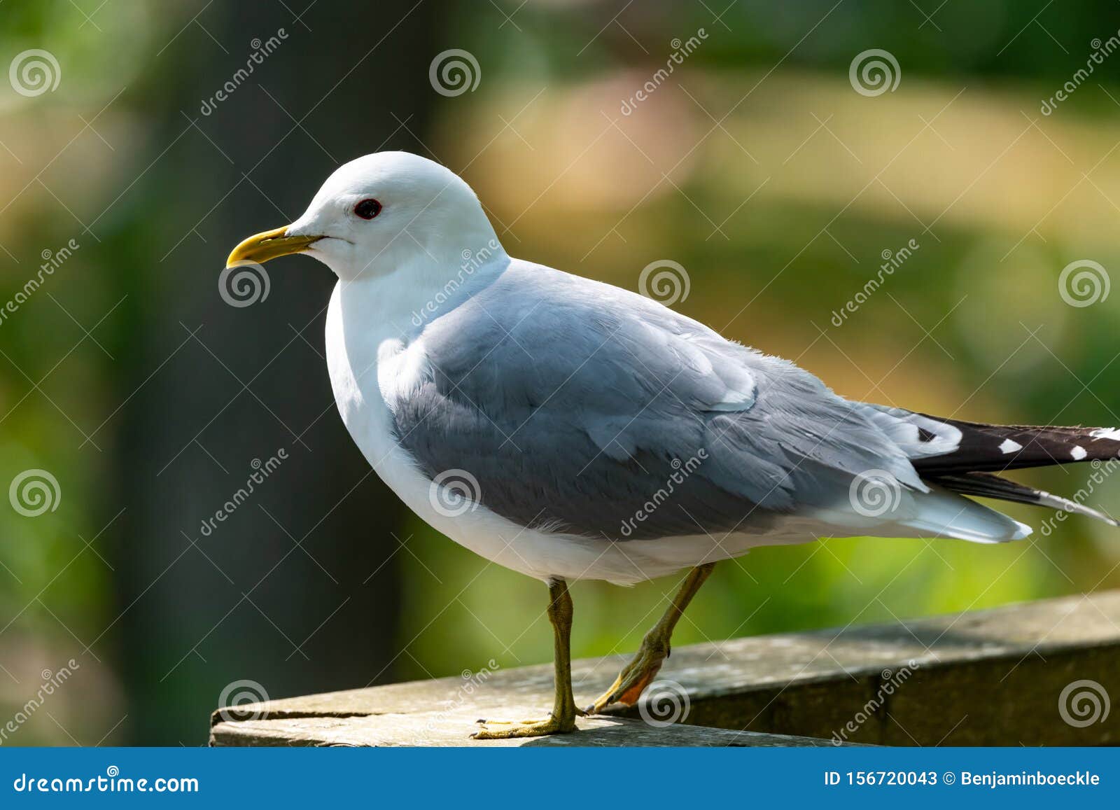 The Common Gull (larus Canus) on the German Island Amrum (Oomram) in ...