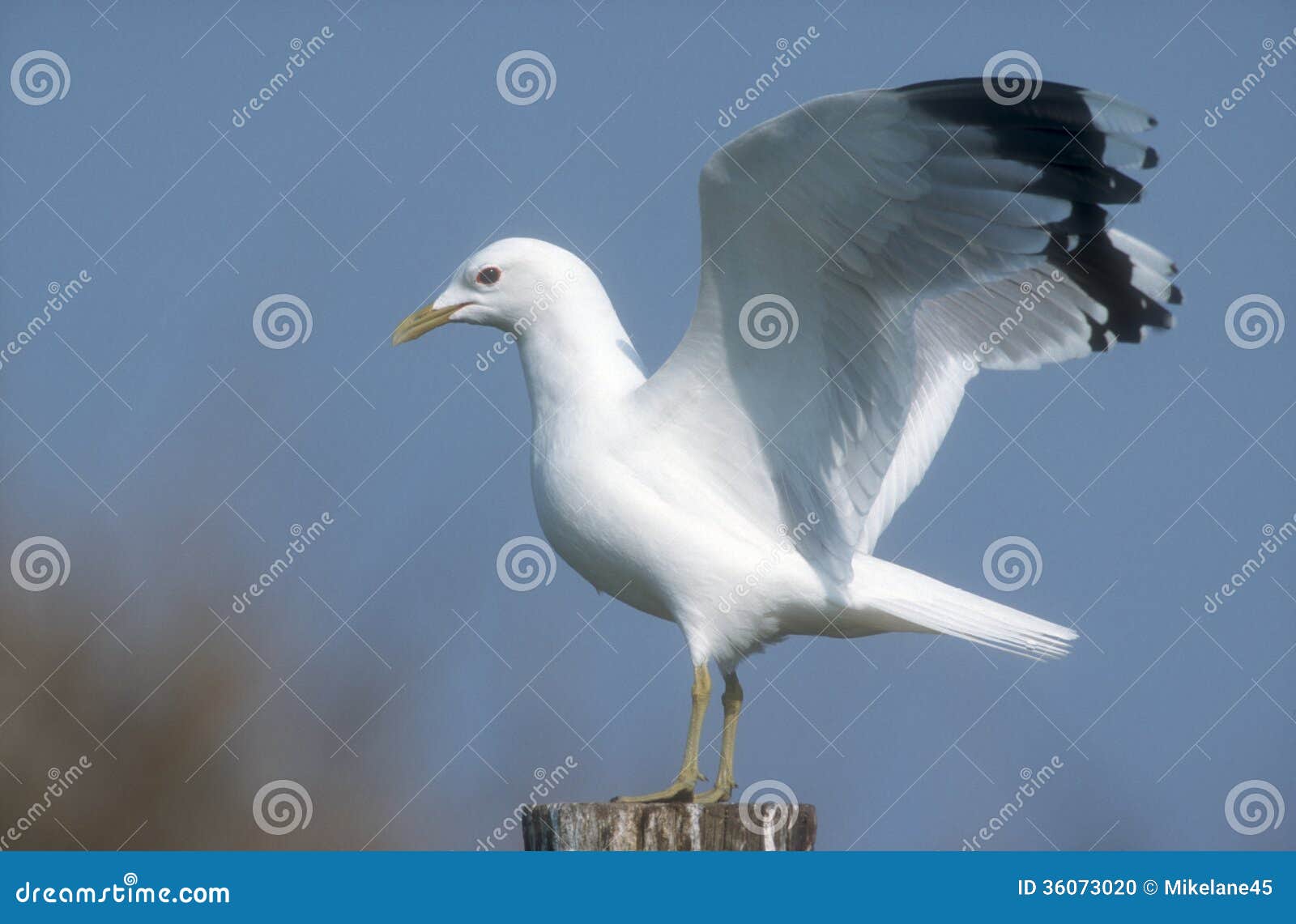 Common gull, Larus canus stock photo. Image of common - 36073020