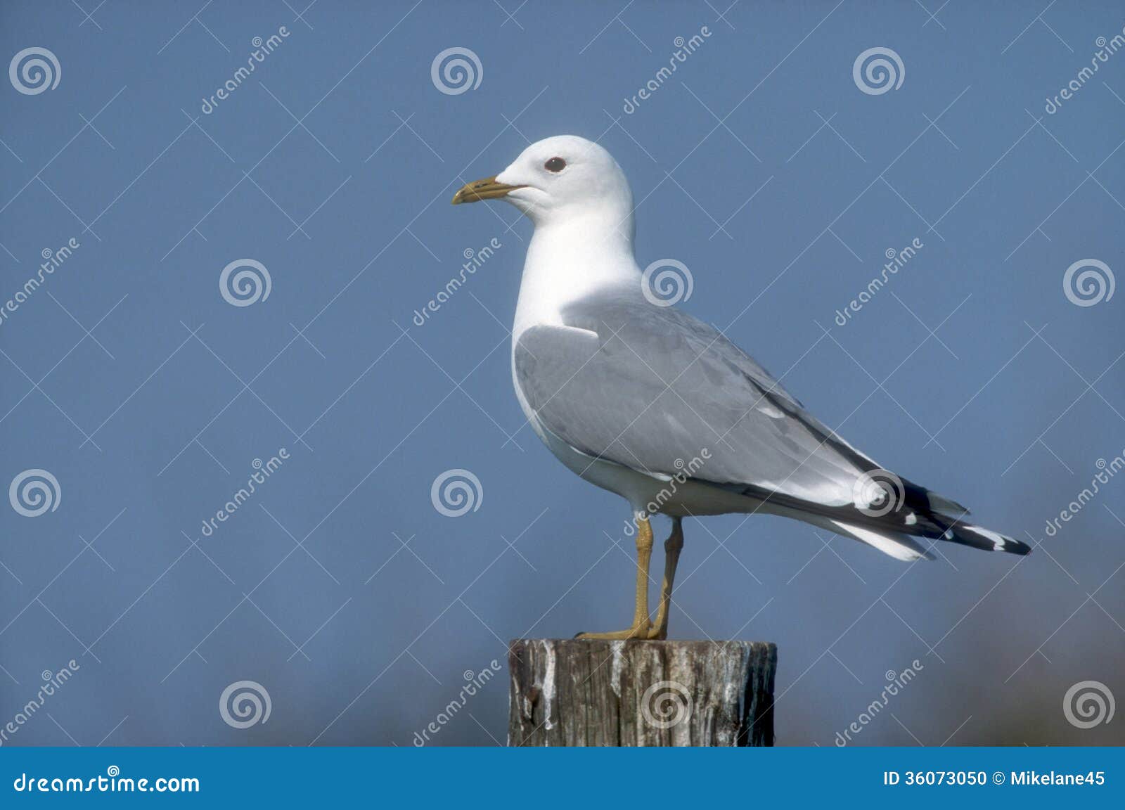 Common gull, Larus canus stock photo. Image of bird, coast - 36073050