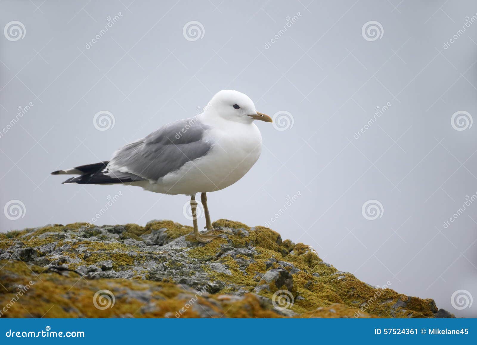 Common gull, Larus canus stock image. Image of canus - 57524361