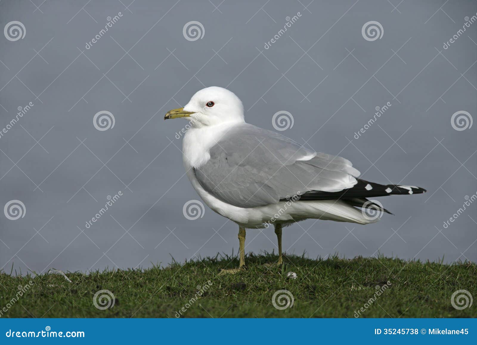 Common gull, Larus canus stock photo. Image of gull, canus - 35245738