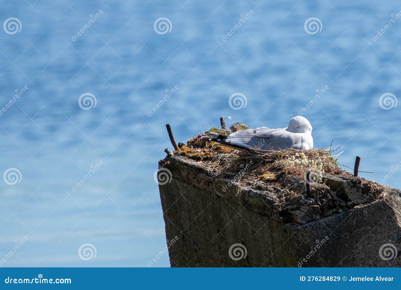 Common Gull (Larus Canus) Sleeping while Brooding Its Nest on Top of a ...