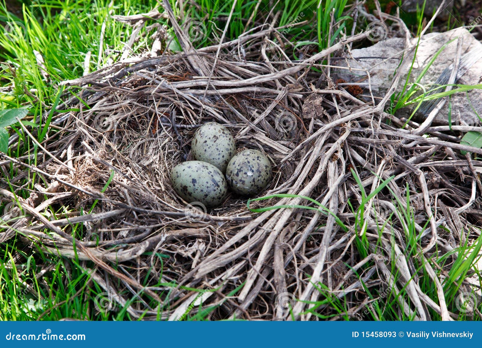 Common Gull, Mew Gull, Sea Mew, Larus Canus Stock Image - Image of ...