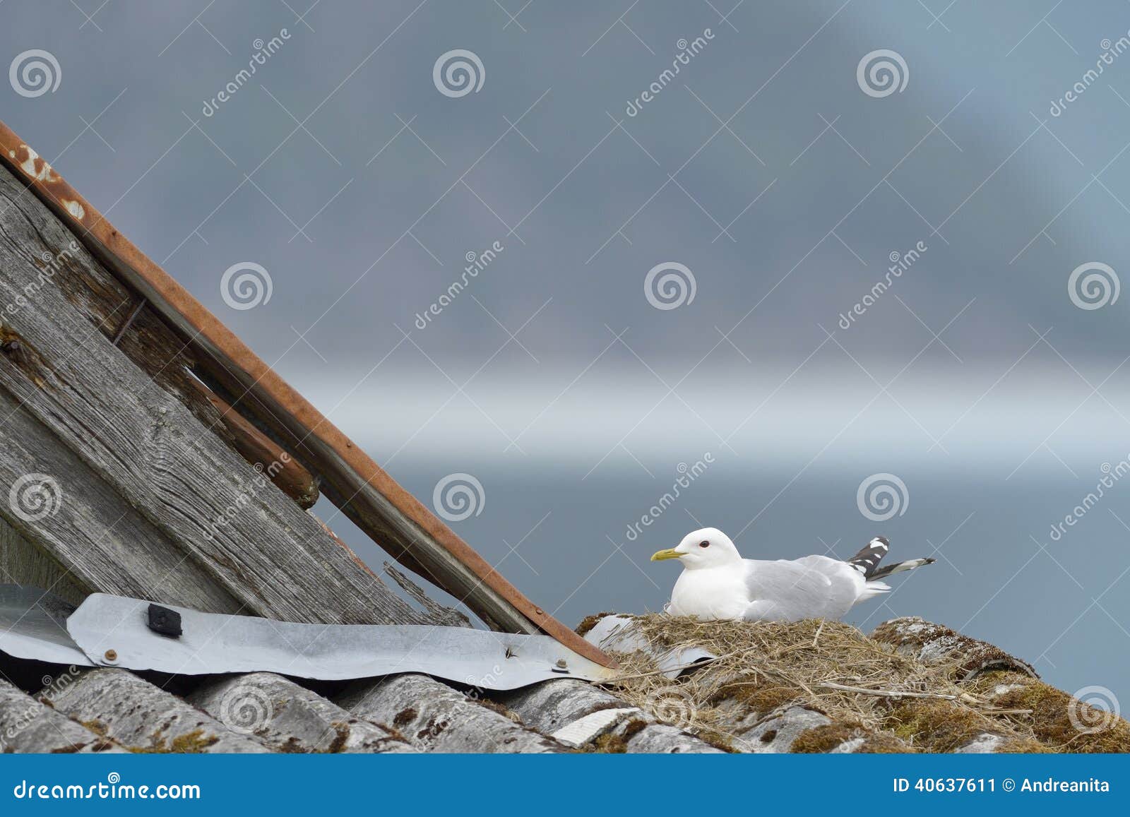 Common Gull nesting stock image. Image of animal, europe - 40637611