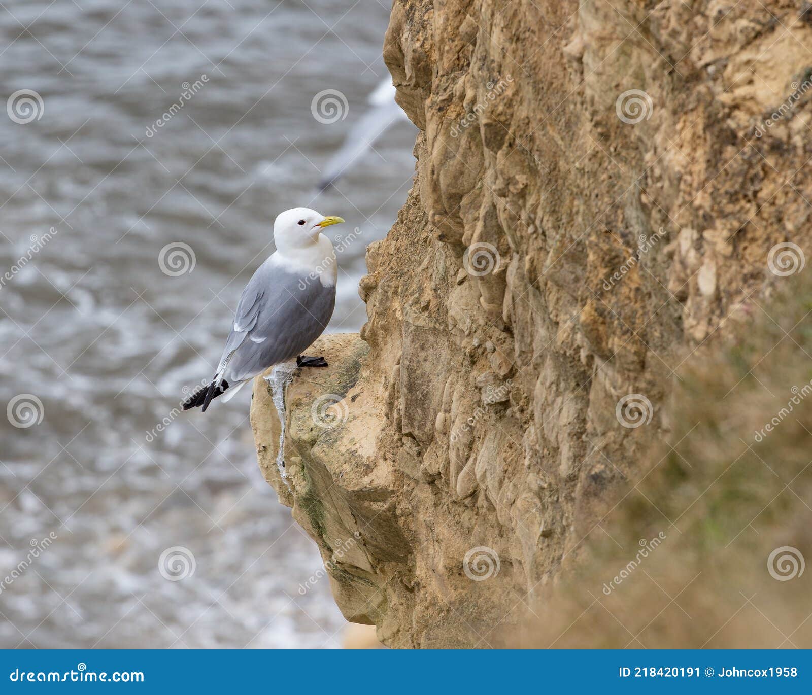 Common Gull Perched on Cliff Face. Stock Image - Image of perched, bird ...