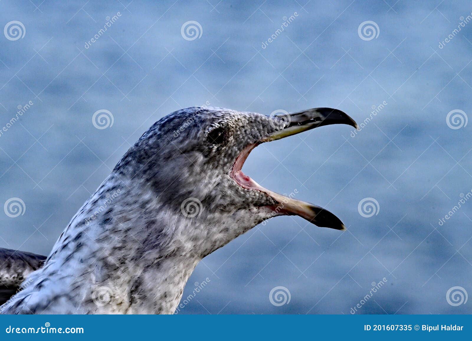 A Common Gull Screaming stock image. Image of wildlife - 201607335